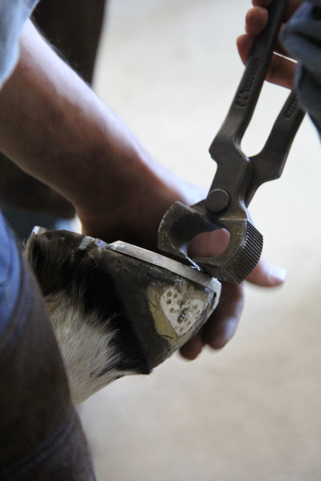 Find out what day one of the Farriery course looks like | GOTAFE